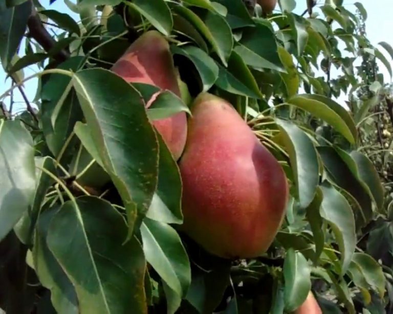 Ukrainian Plant Breeders Invented Three New Varieties of Pears - Fruit ...